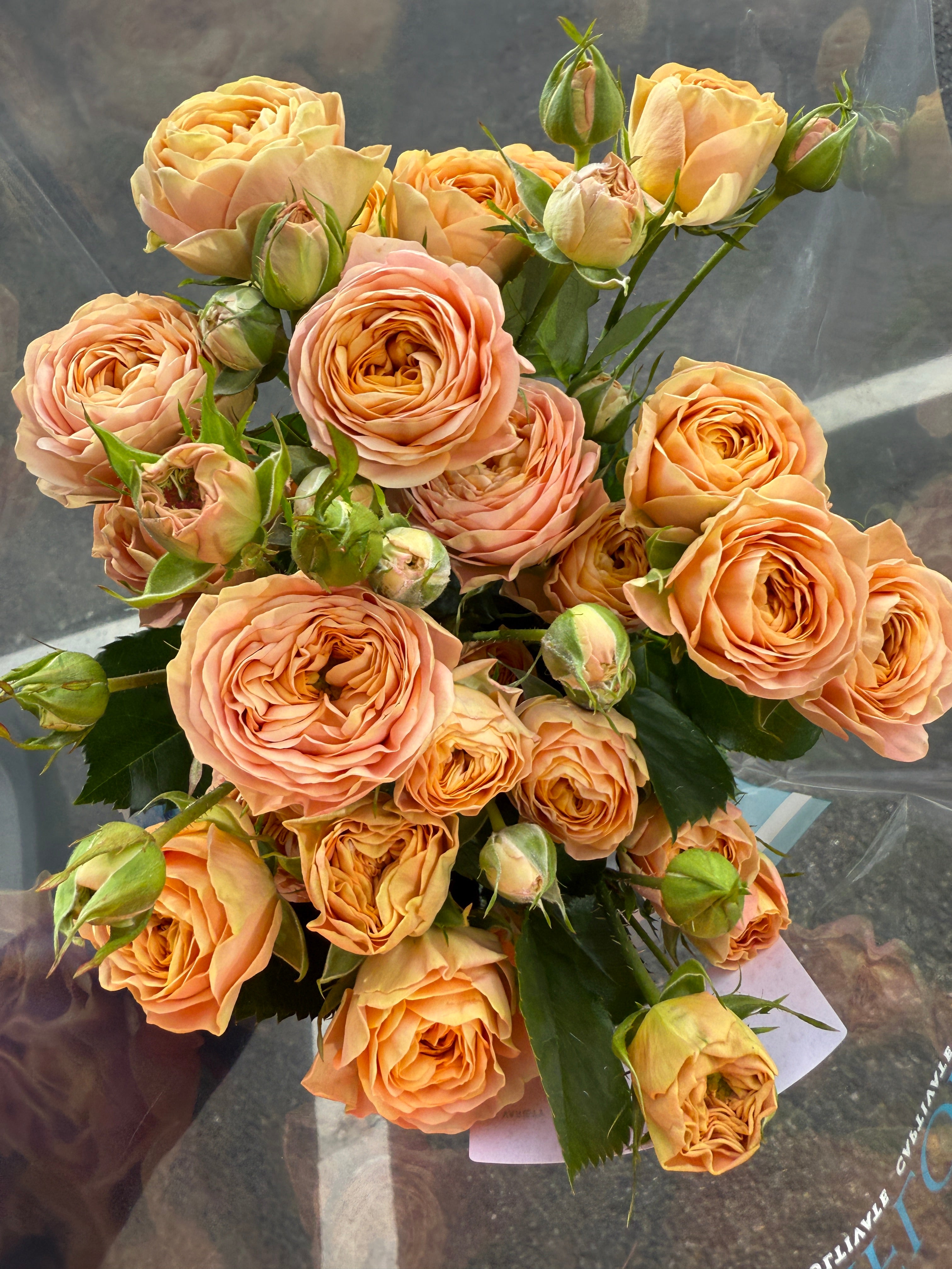 Local Roses - Grandi Lady Marmalade – Yanflower